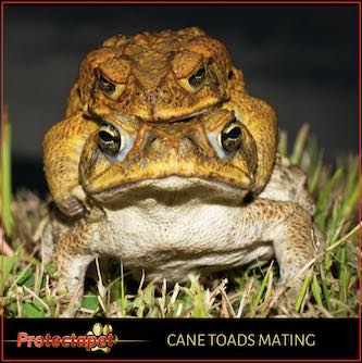 PROTECTAPET | Cane toads in Spain