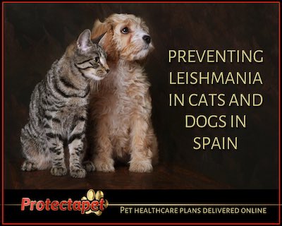 PROTECTAPET | LEISHMANIASIS IN DOGS AND CATS IN SPAIN