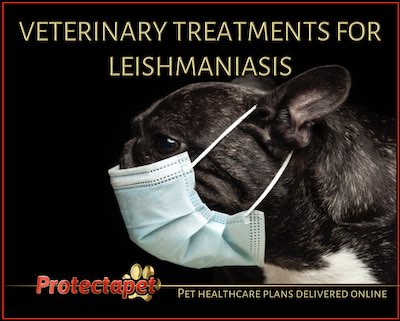 PROTECTAPET | LEISHMANIASIS IN DOGS AND CATS IN SPAIN